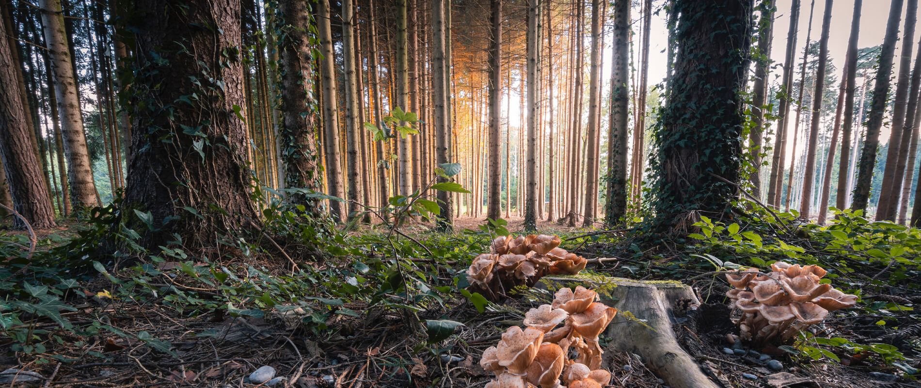 Blue Magic Mushrooms | Home | Shop Safely Online