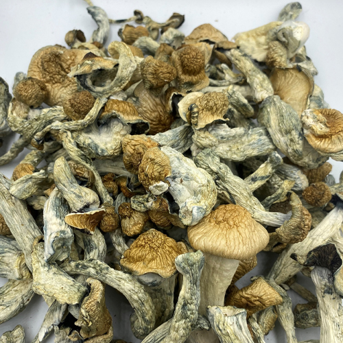 Shop - Blue Magic Mushrooms